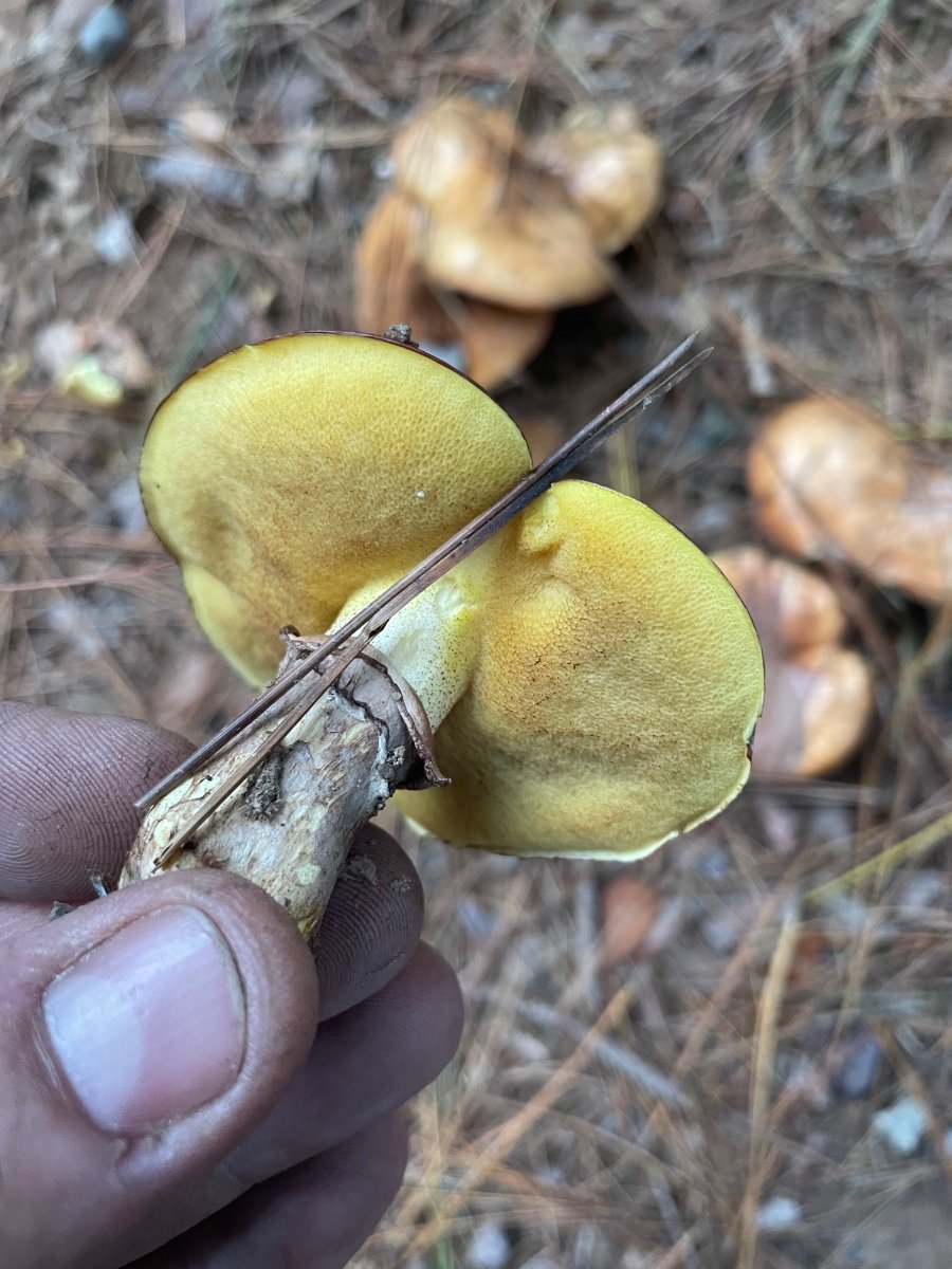 What kind of mushroom is this and is it edible? - Identifying Mushrooms ...