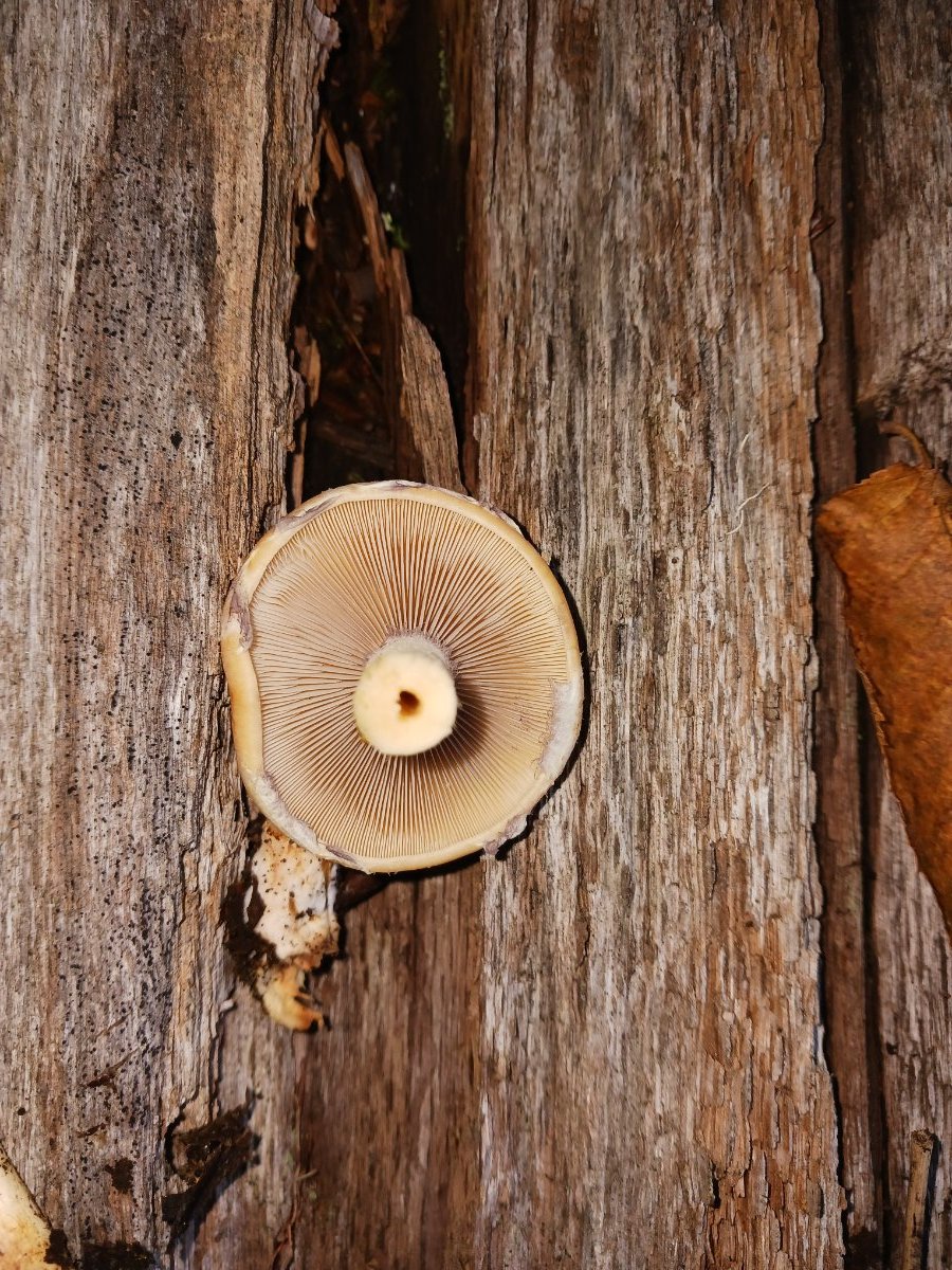 Polyota? Which one? Eatable? - Identifying Mushrooms - Wild Mushroom ...