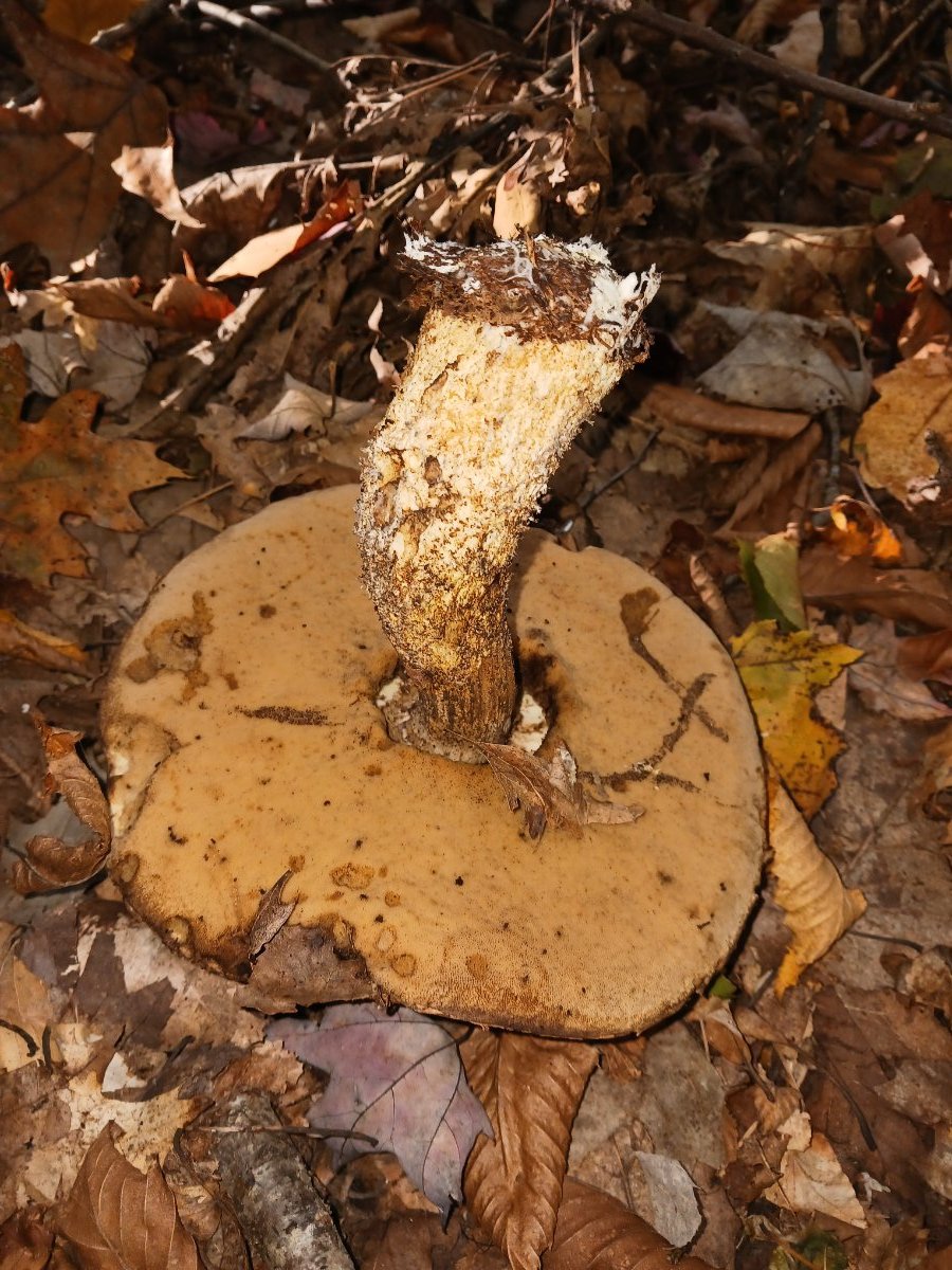 Bolette, changes color when cut, not bitter... - Identifying Mushrooms ...