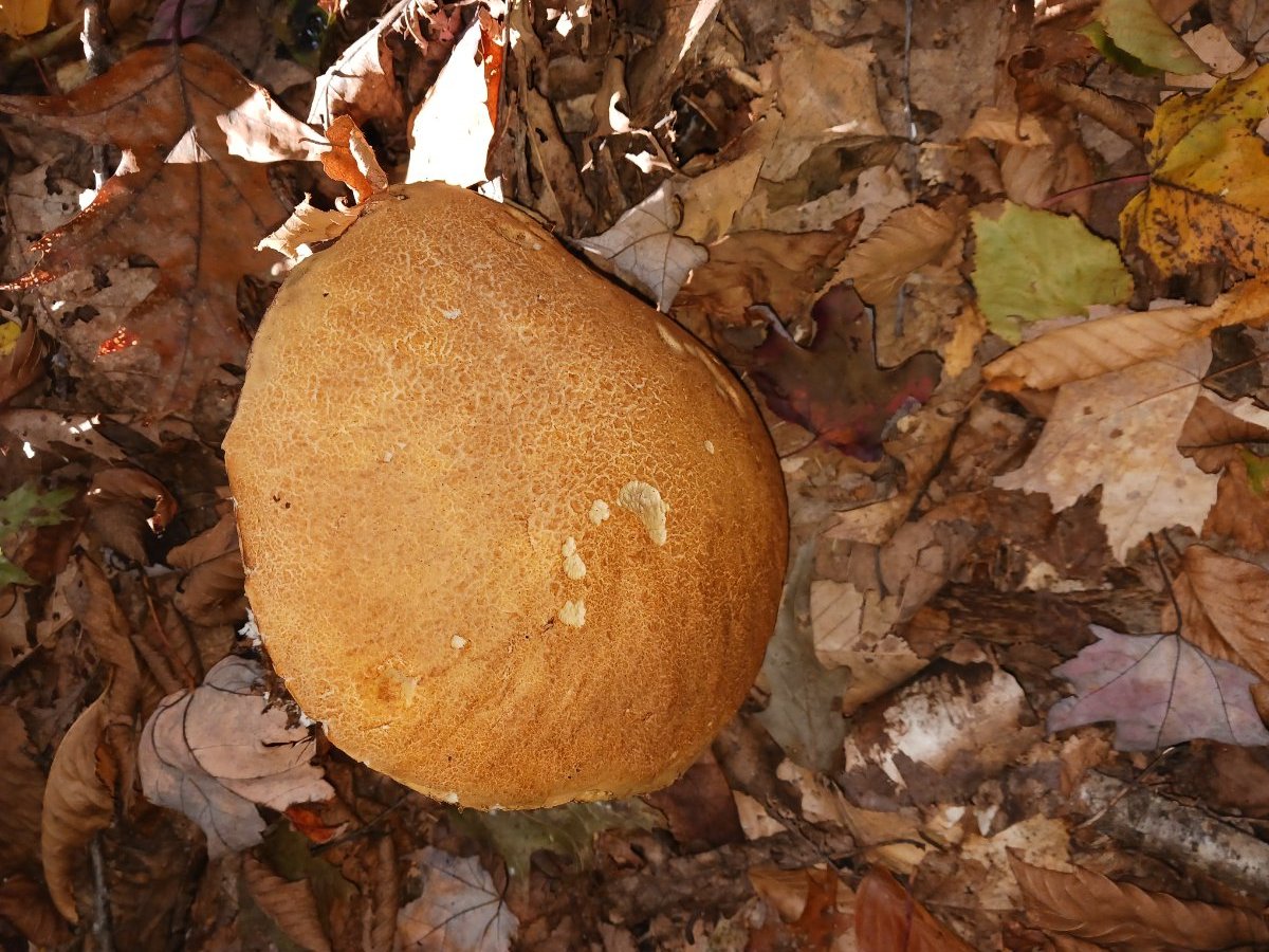 Bolette, changes color when cut, not bitter... - Identifying Mushrooms ...