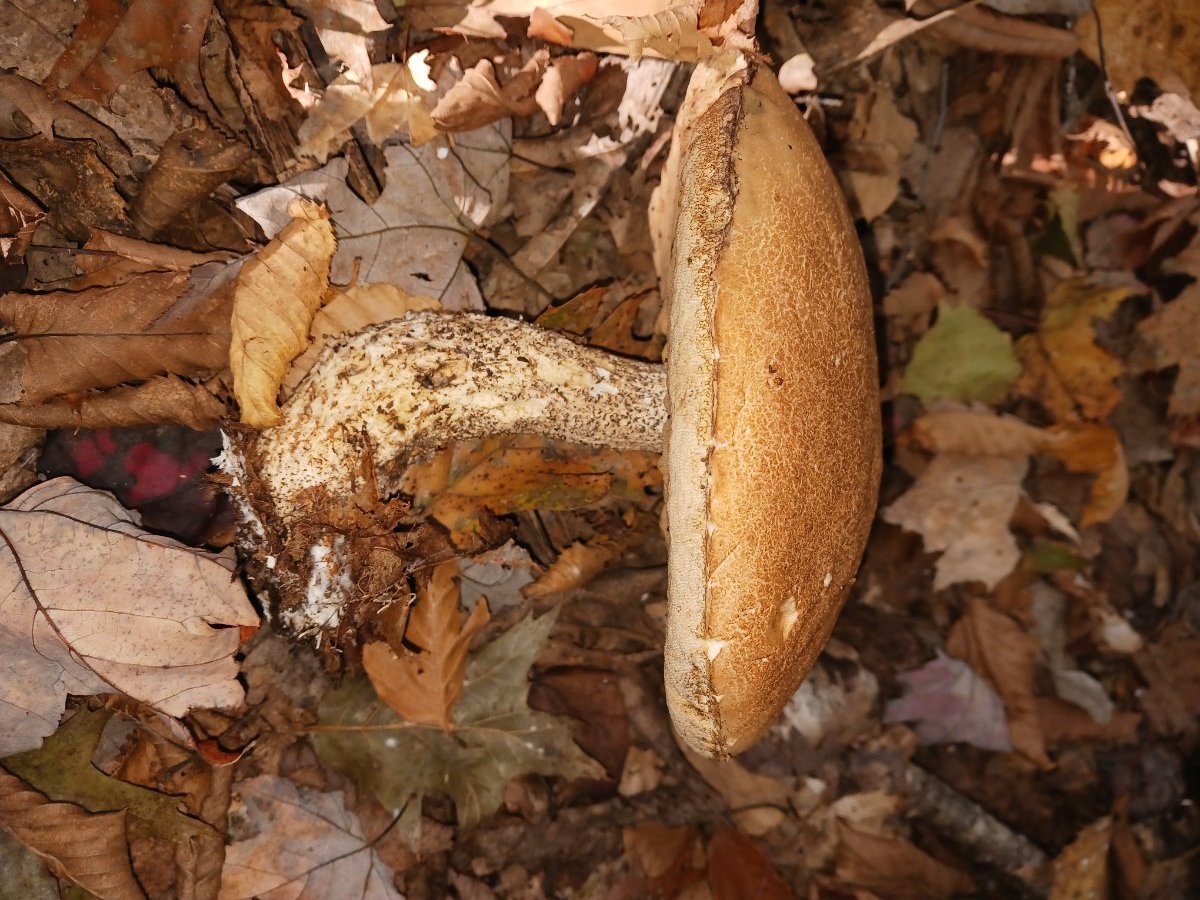Bolette, changes color when cut, not bitter... - Identifying Mushrooms ...