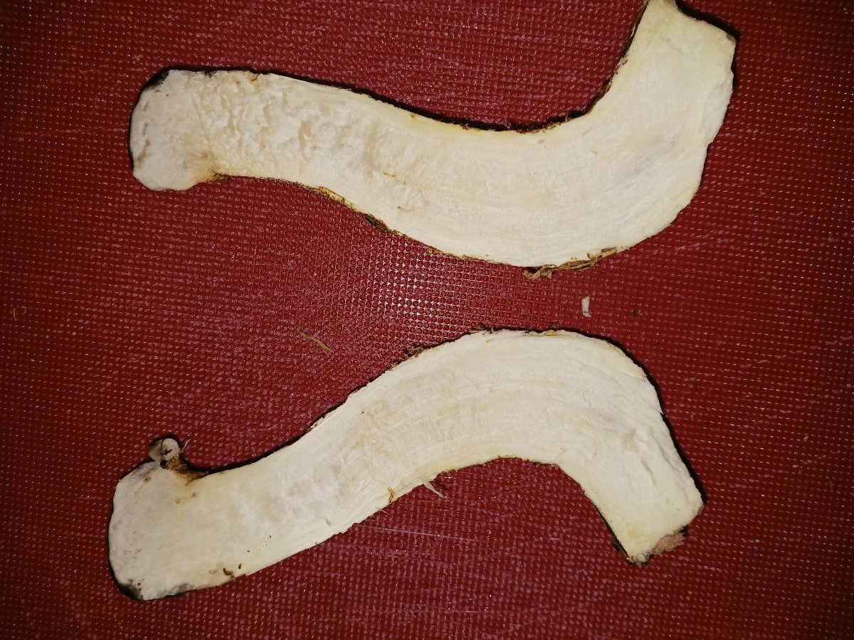 Bolette, changes color when cut, not bitter... - Identifying Mushrooms ...