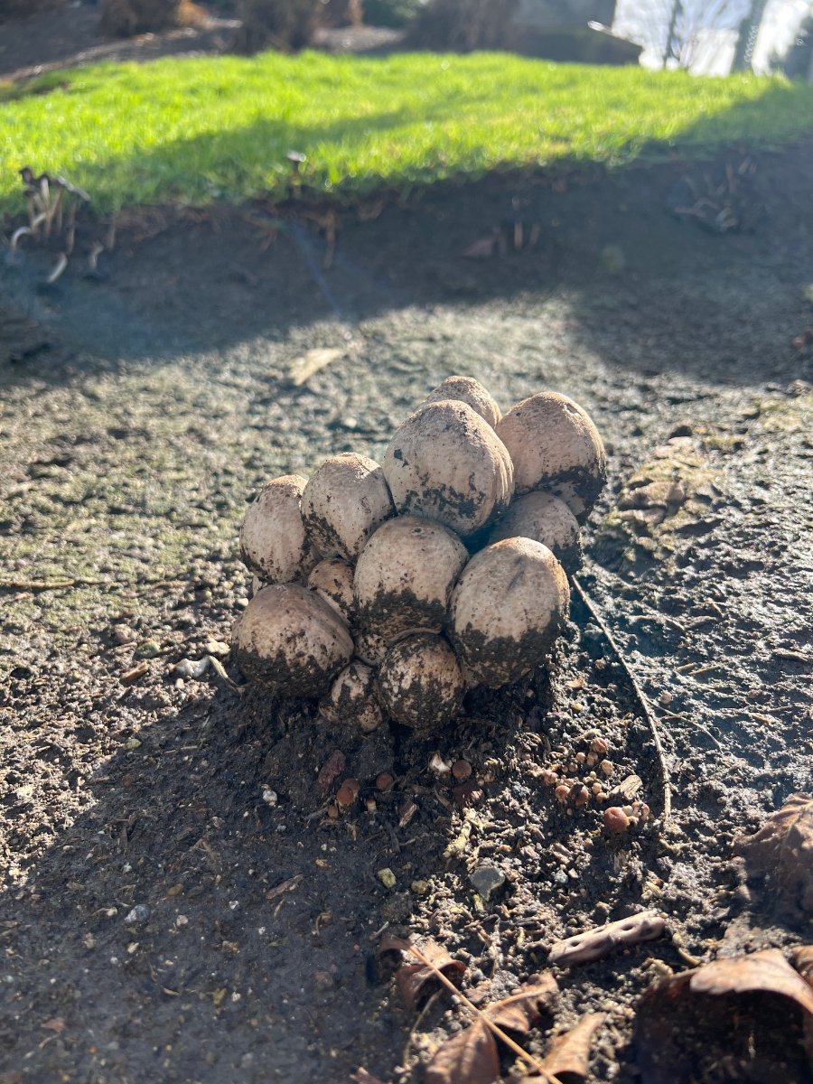 Just Rained Last Night: More Mushroom Identification Help ...