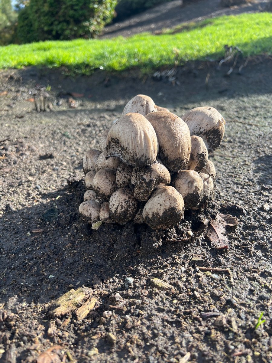 Just Rained Last Night: More Mushroom Identification Help ...