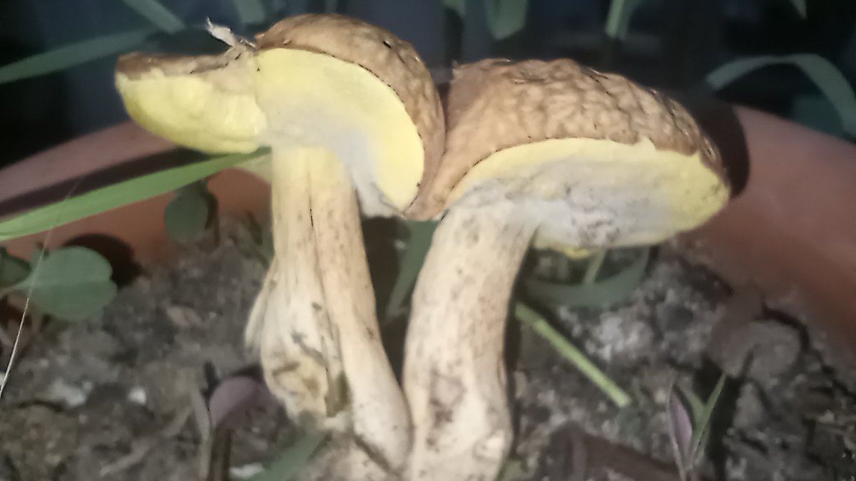 Golden yellow bolete? - Identifying Mushrooms - Wild Mushroom Hunting