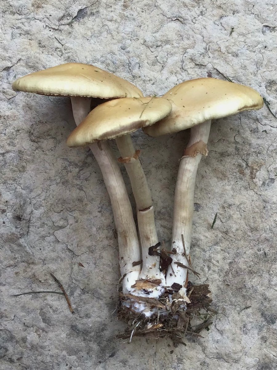Can someone help me identify these mushrooms? - Identifying Mushrooms ...